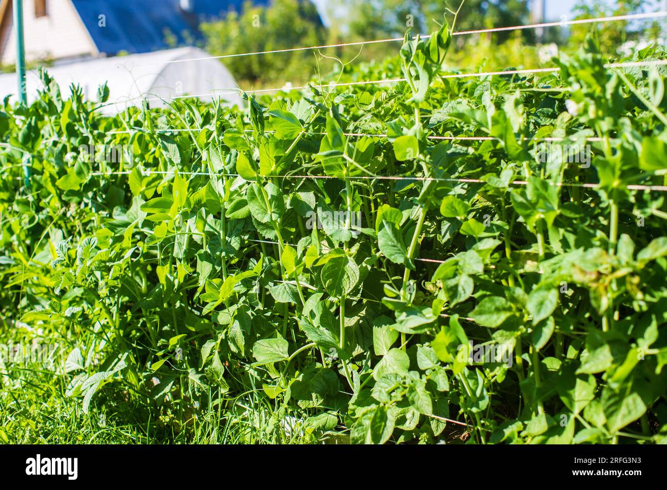 Crops planted in soil get ripe under sun. Cultivated land close up with ...