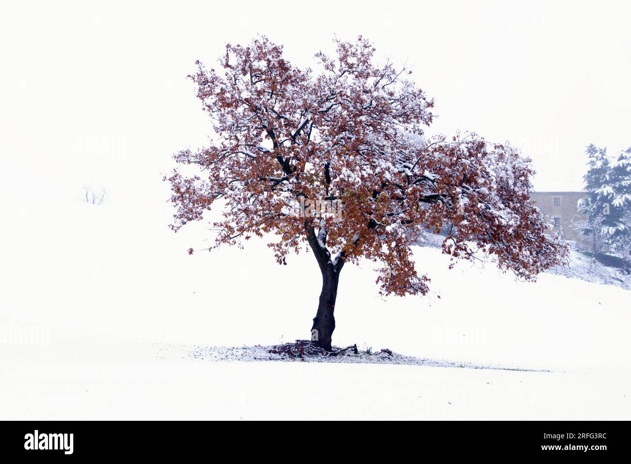 Quercia di campagna hi-res stock photography and images - Alamy