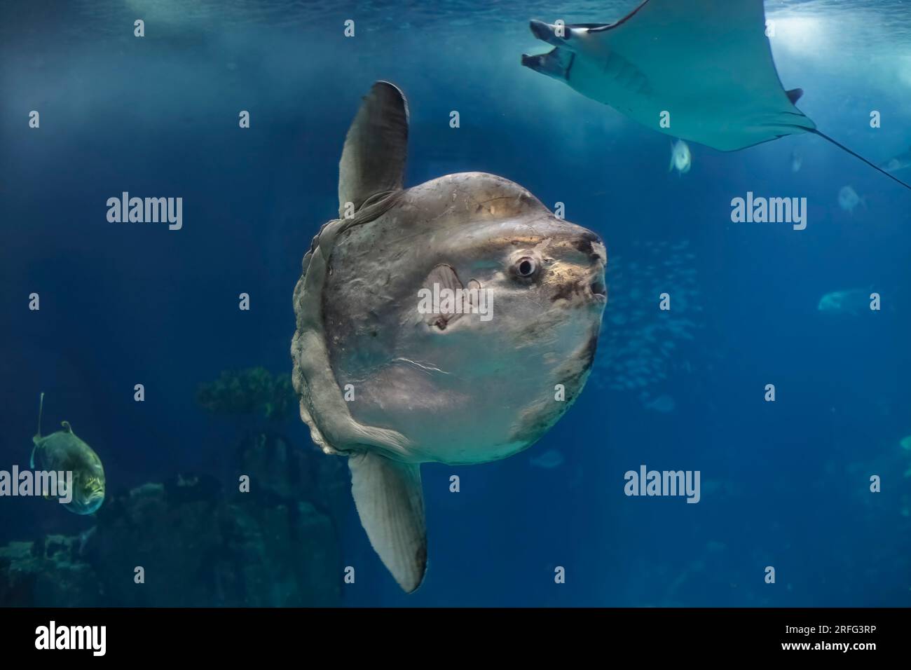 Rare sunfish hi-res stock photography and images - Alamy