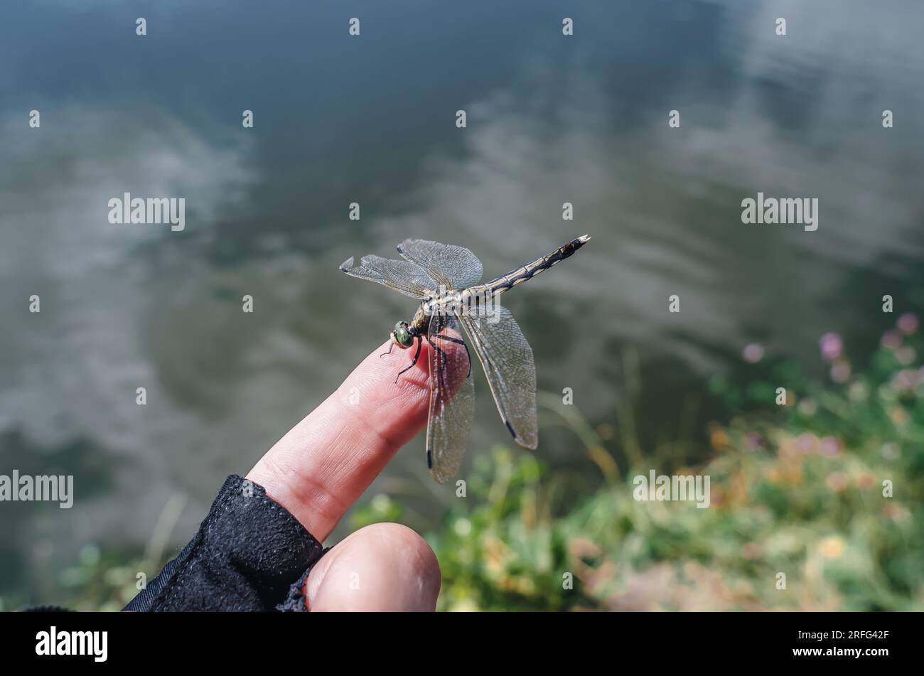 Human holding green damselfly hi-res stock photography and images - Alamy