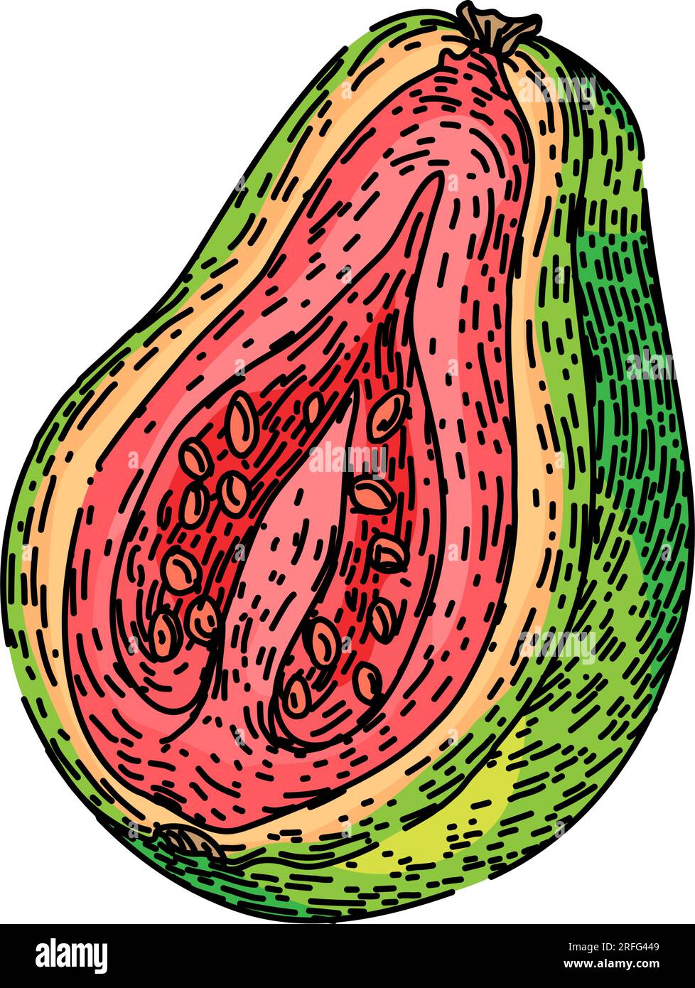 half guava fruit sketch hand drawn vector Stock Vector Image & Art - Alamy