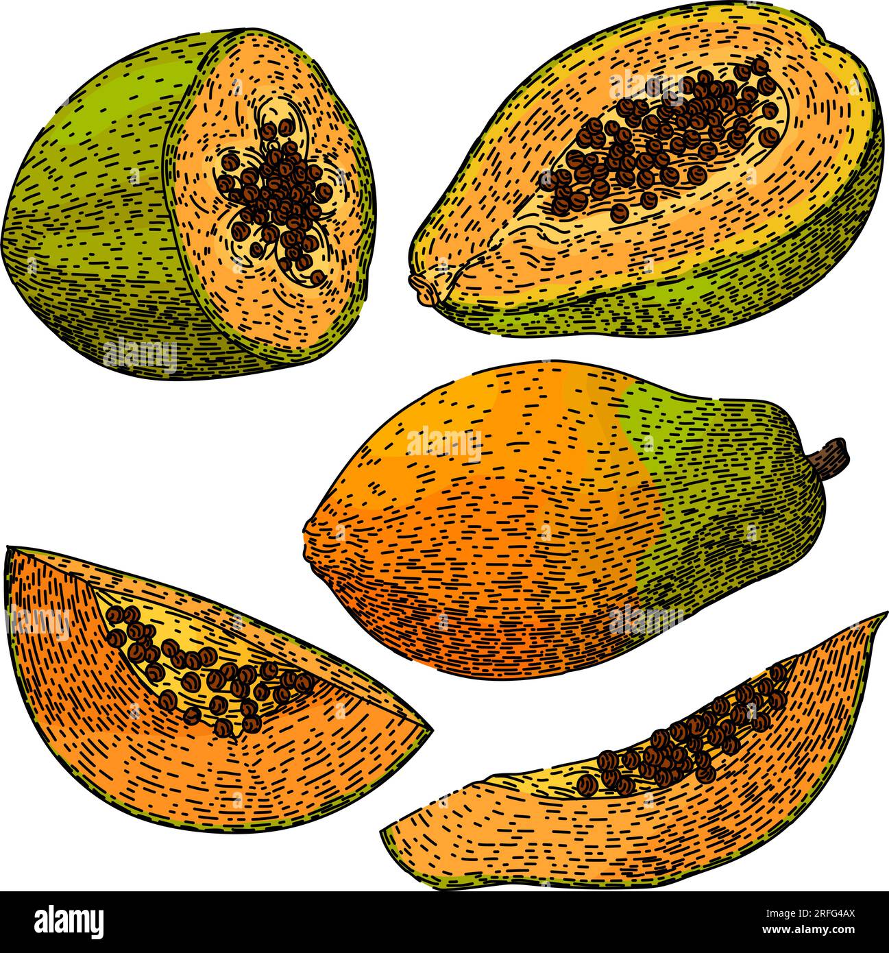 papaya fruit set sketch hand drawn vector Stock Vector Image & Art - Alamy