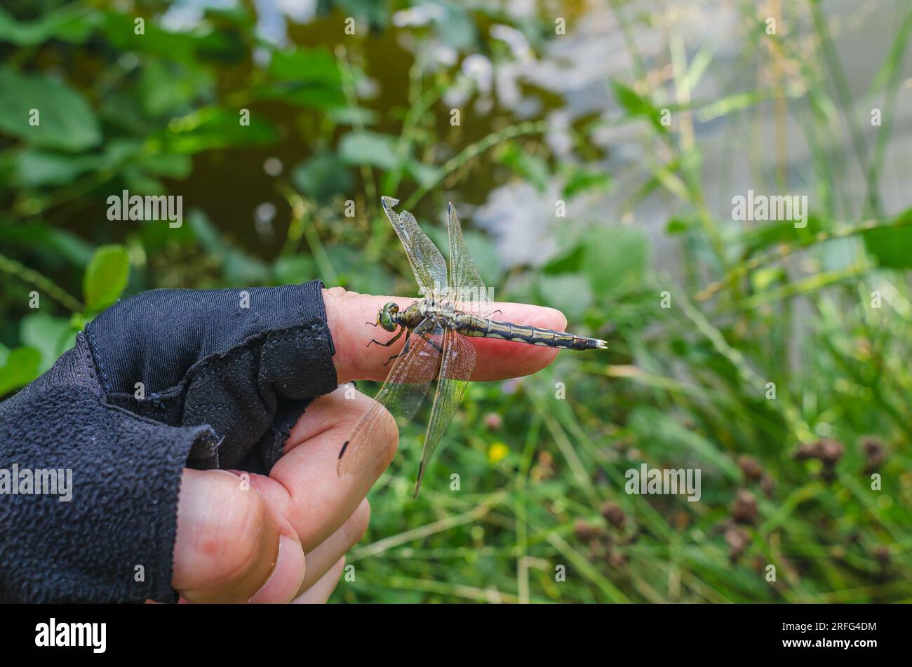 Golden bug on finger hi-res stock photography and images - Alamy