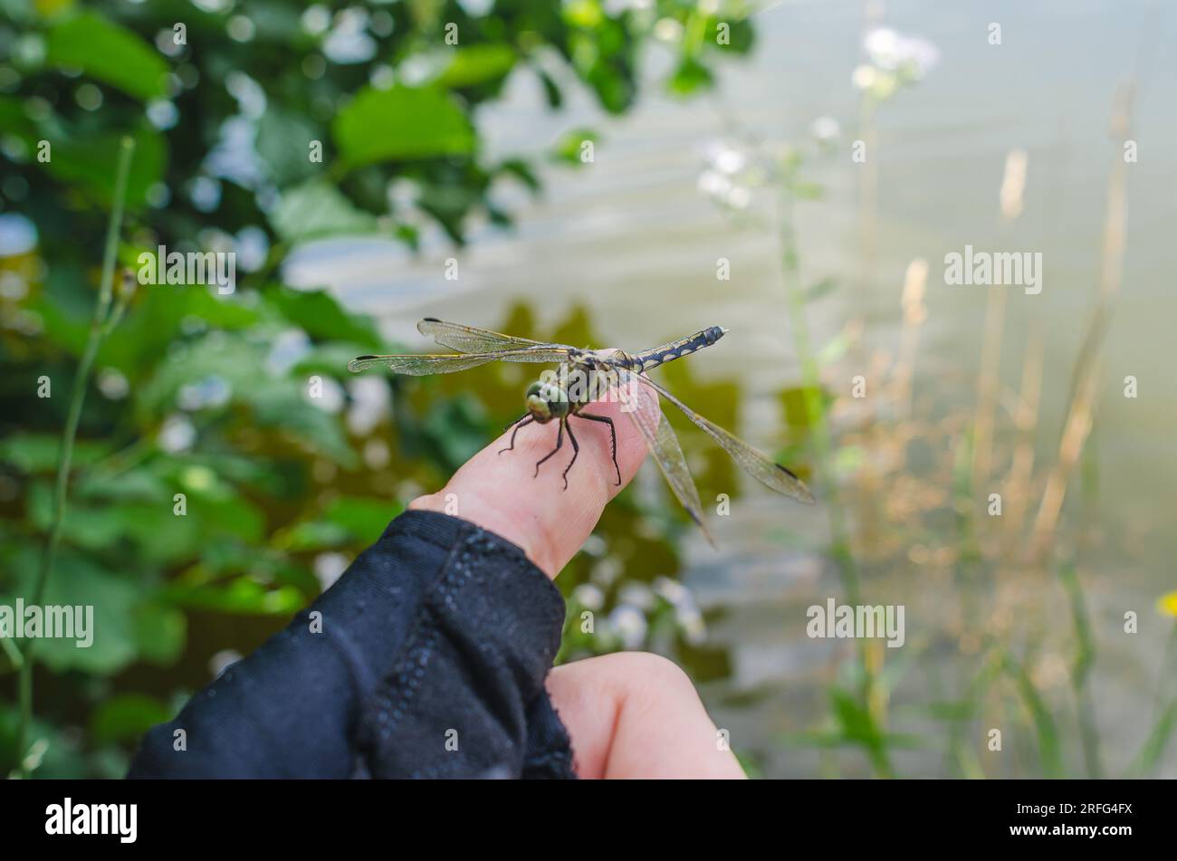 Insect dragonfly sits on a person's finger near water in nature Stock ...