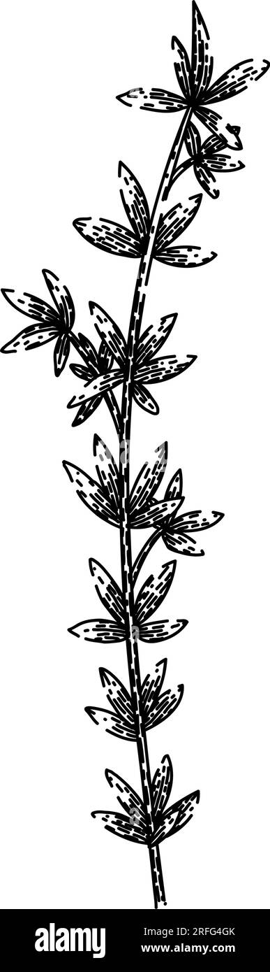 Fresh thyme herb on Black and White Stock Photos & Images - Alamy