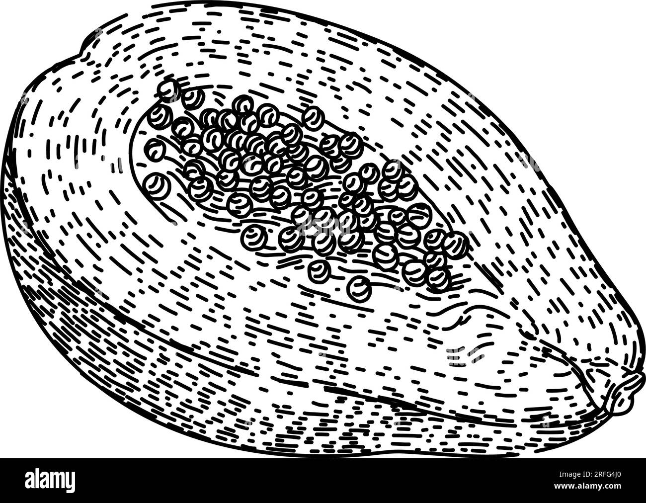 orange papaya fruit sketch hand drawn vector Stock Vector Image & Art ...