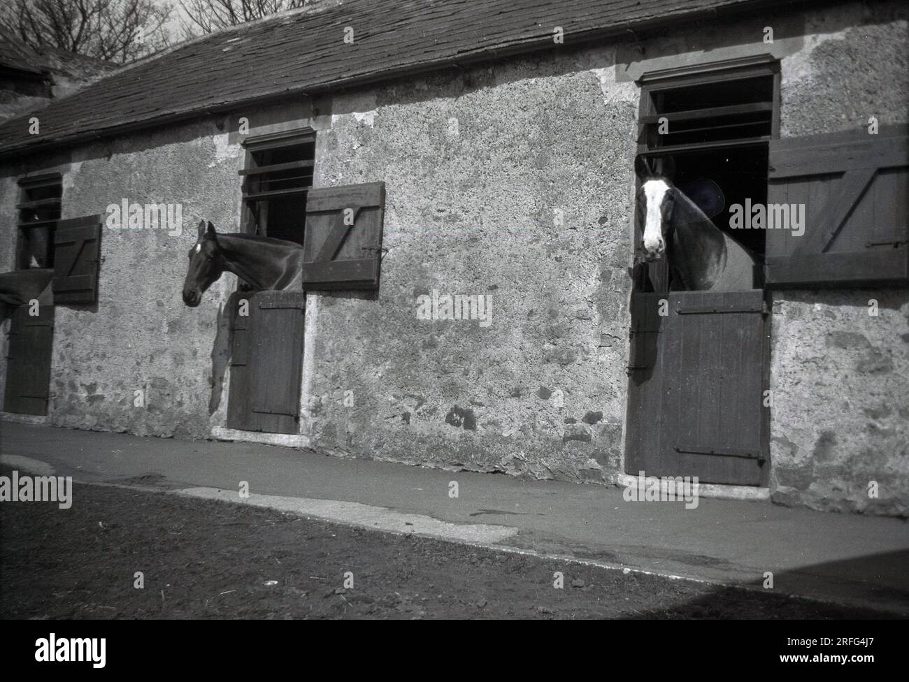 1929, historical, horses in their stables, Bellasize, North Yorkshire ...