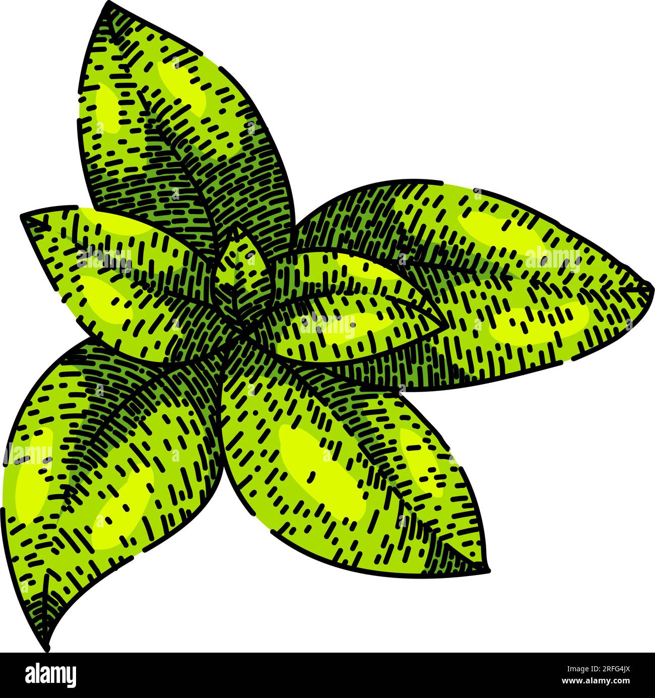 Herbal Thyme Leaf Sketch Hand Drawn Vector Stock Vector Image And Art Alamy