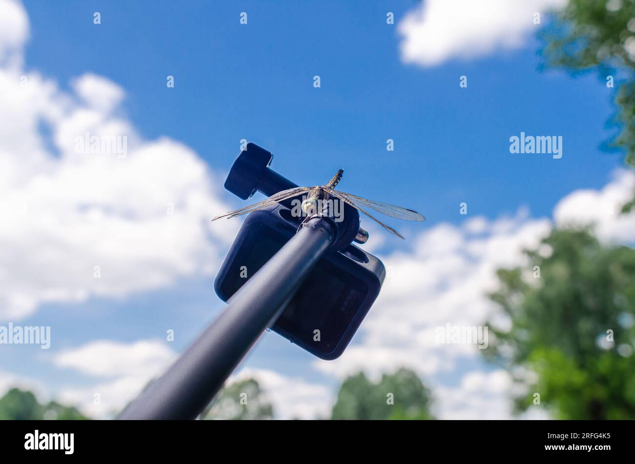 Dragonfly sits on a tripod action camera in nature. Shooting nature ...