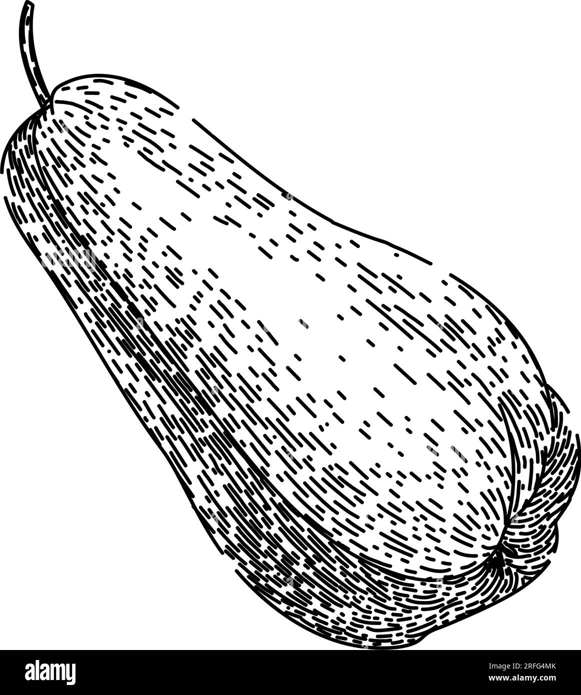 organic chayote healthy sketch hand drawn vector Stock Vector Image ...