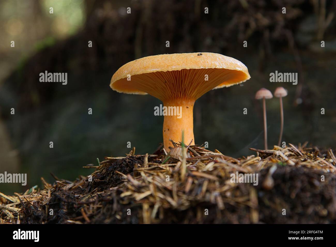A Saffron Milk Cap - Lactarius deliciosus - an orange fungus growing in ...