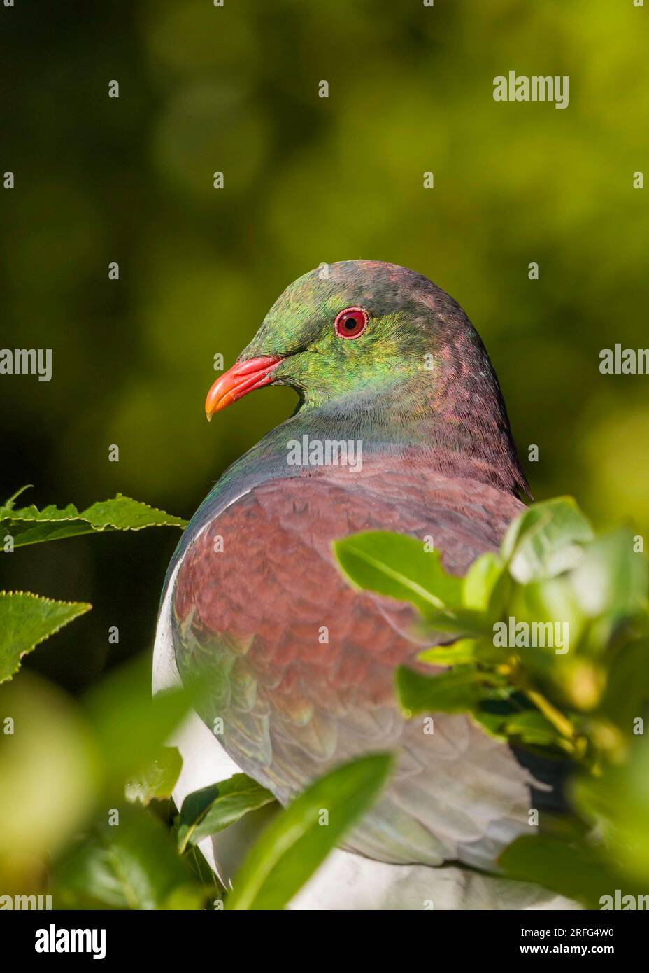 New Zealand pigeon or Kereru - Hemiphaga novaeseelanbiae in winter sun ...