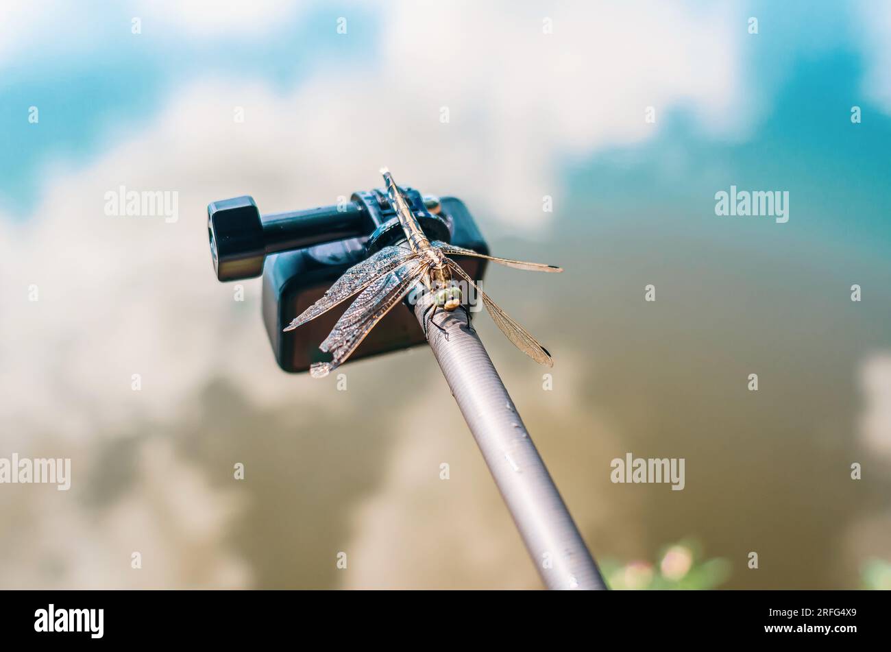 Insects fishing hi-res stock photography and images - Alamy
