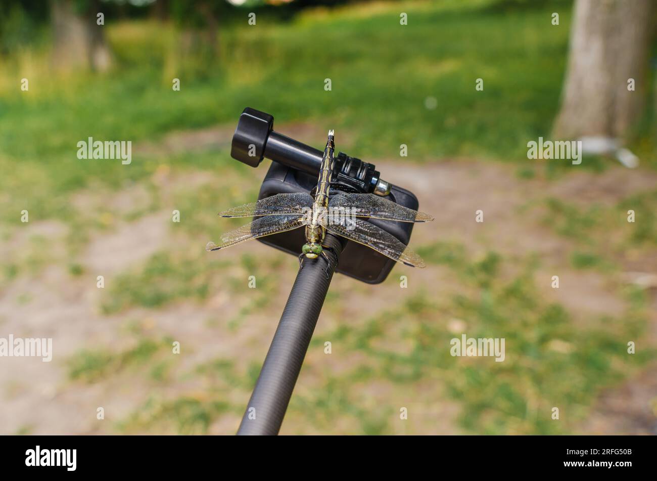 Dragonfly sits on a tripod action camera in nature. Shooting nature ...