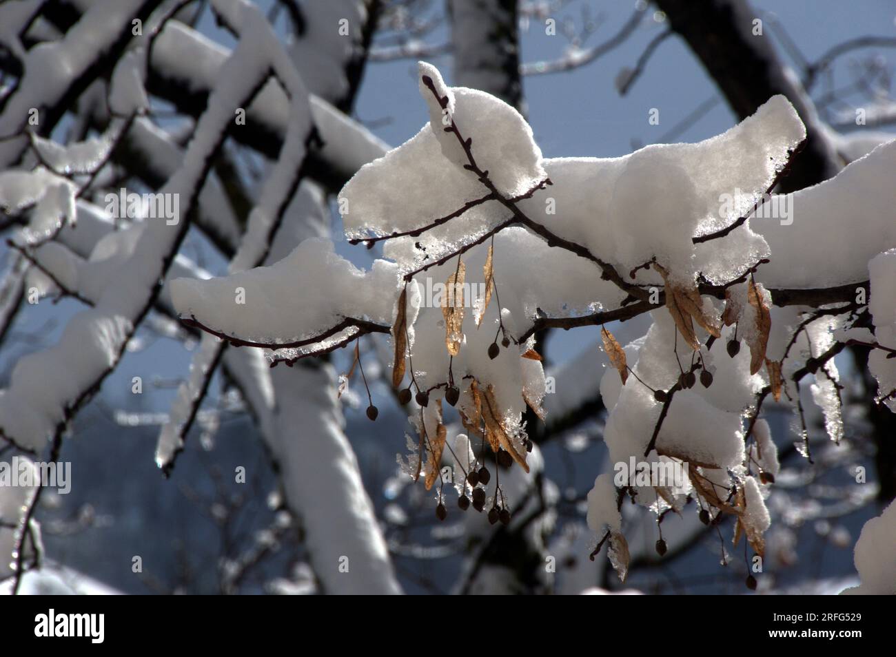 Albero ghiacciato hi-res stock photography and images - Alamy
