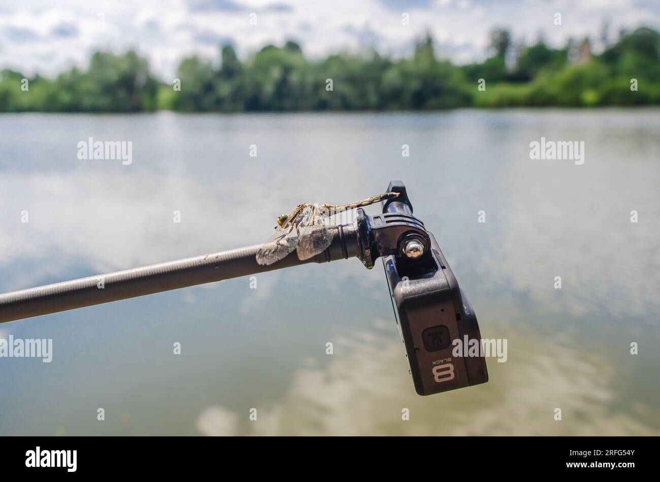 Insects fishing hi-res stock photography and images - Alamy