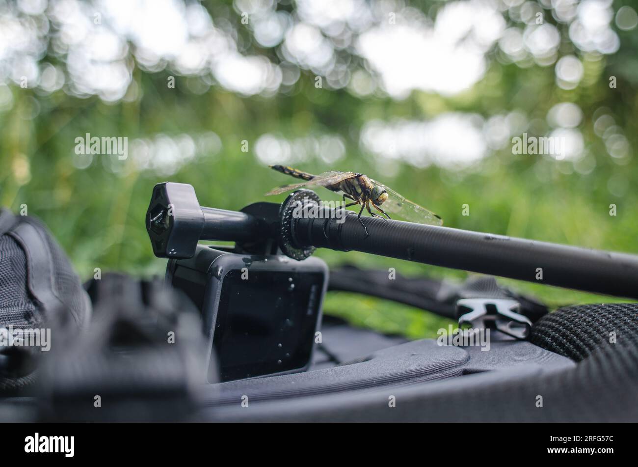 Dragonfly sits on a tripod action camera in nature. Shooting nature ...
