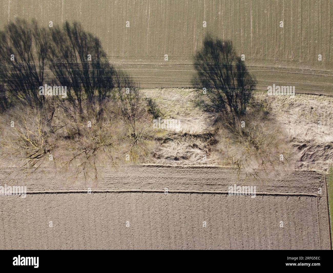 Long shadows from avenue deciduous trees with springtime in Bavaria ...