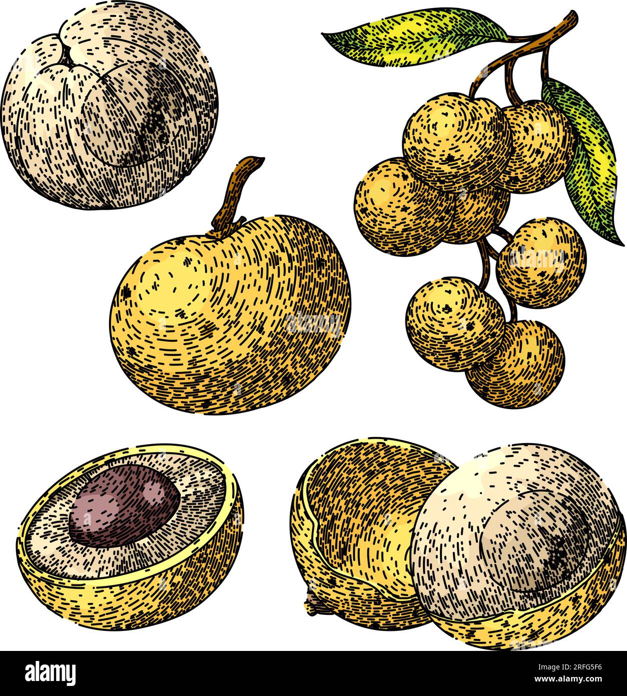 longan fruit set sketch hand drawn vector Stock Vector Image & Art - Alamy