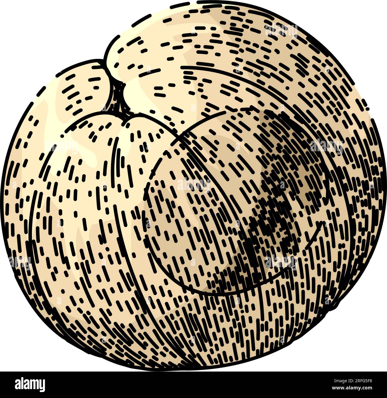 healthy longan fruit sketch hand drawn vector Stock Vector Image & Art ...