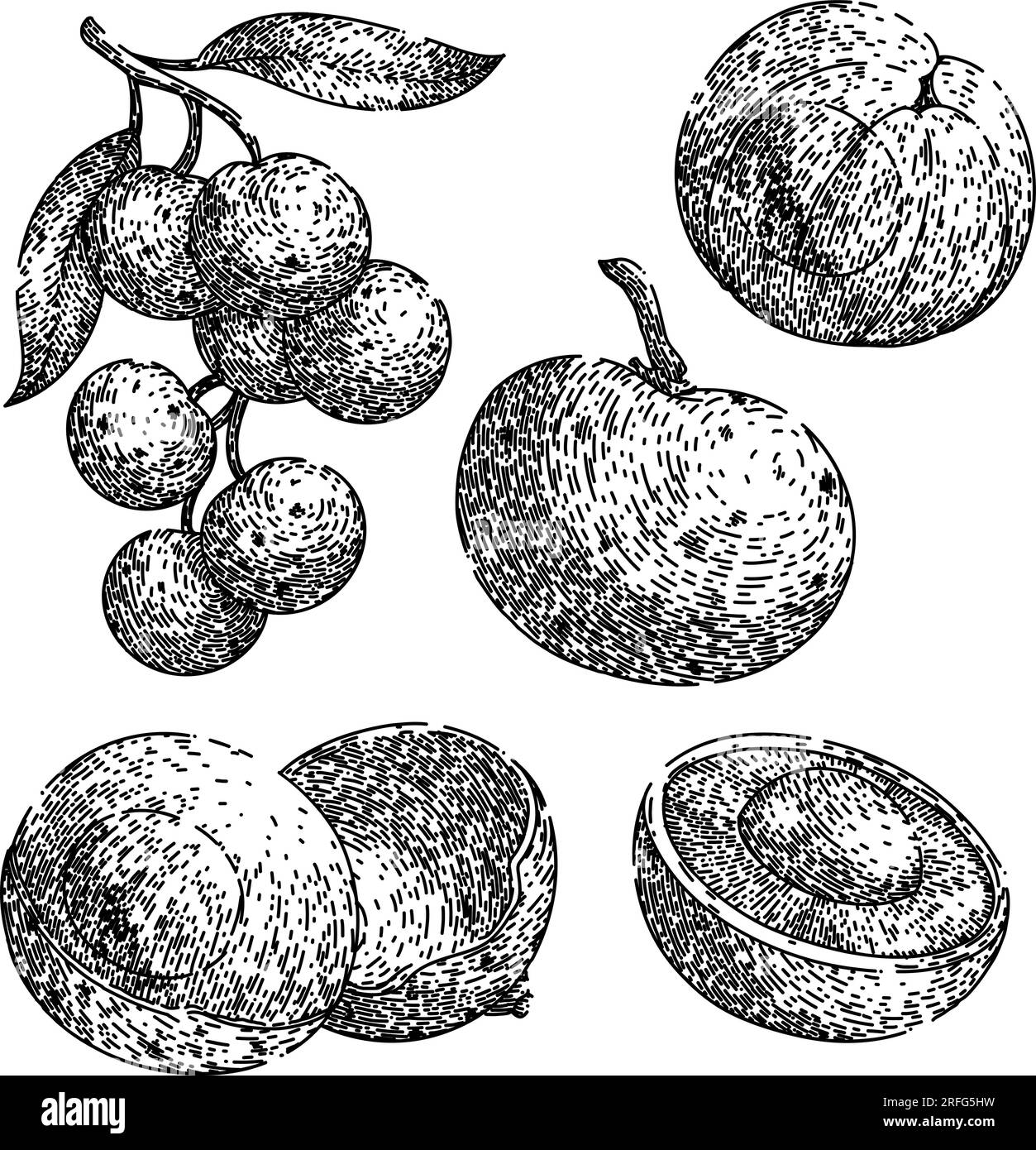 Asia asian thailand bunch Stock Vector Images - Alamy