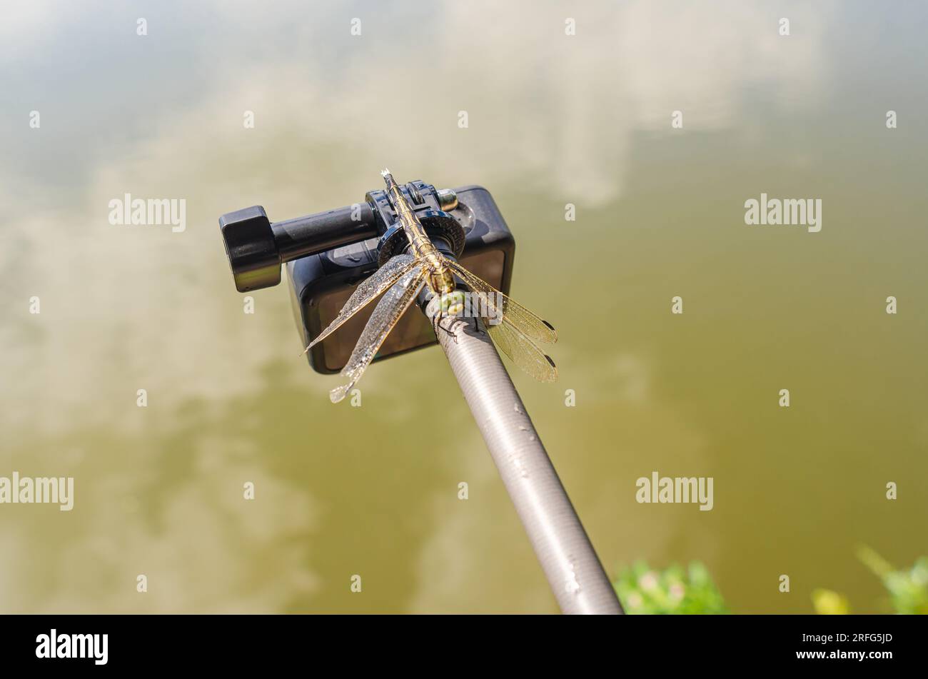 Dragonfly sits on a tripod action camera in nature. Shooting nature ...