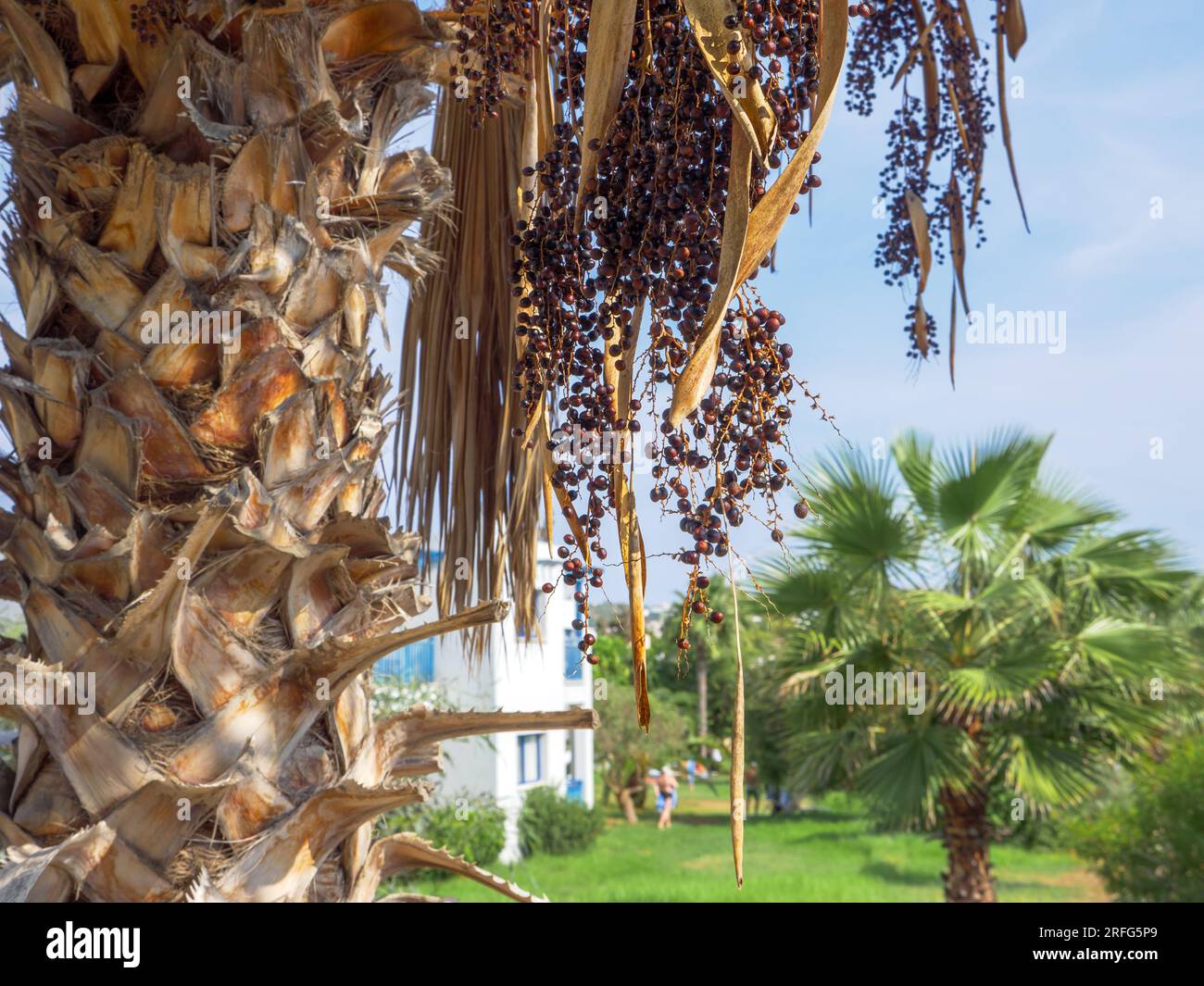 Closeup of a palm tree with a beautiful trunk and clusters of dark ...