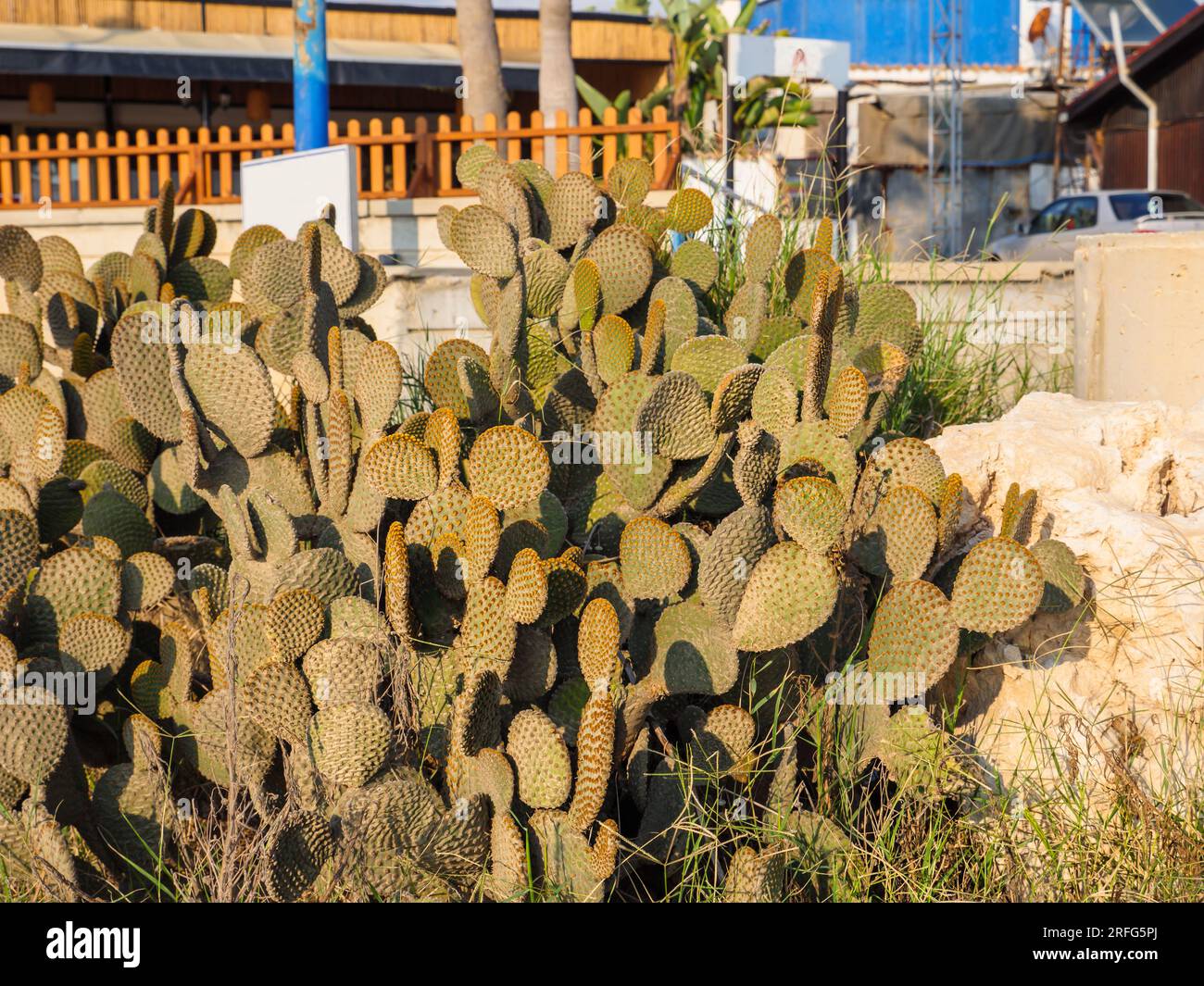 Gorgeous overgrown dense bush of opuntia ficus-indica growing at ...