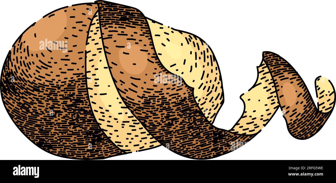 raw potato fresh sketch hand drawn vector Stock Vector Image & Art - Alamy