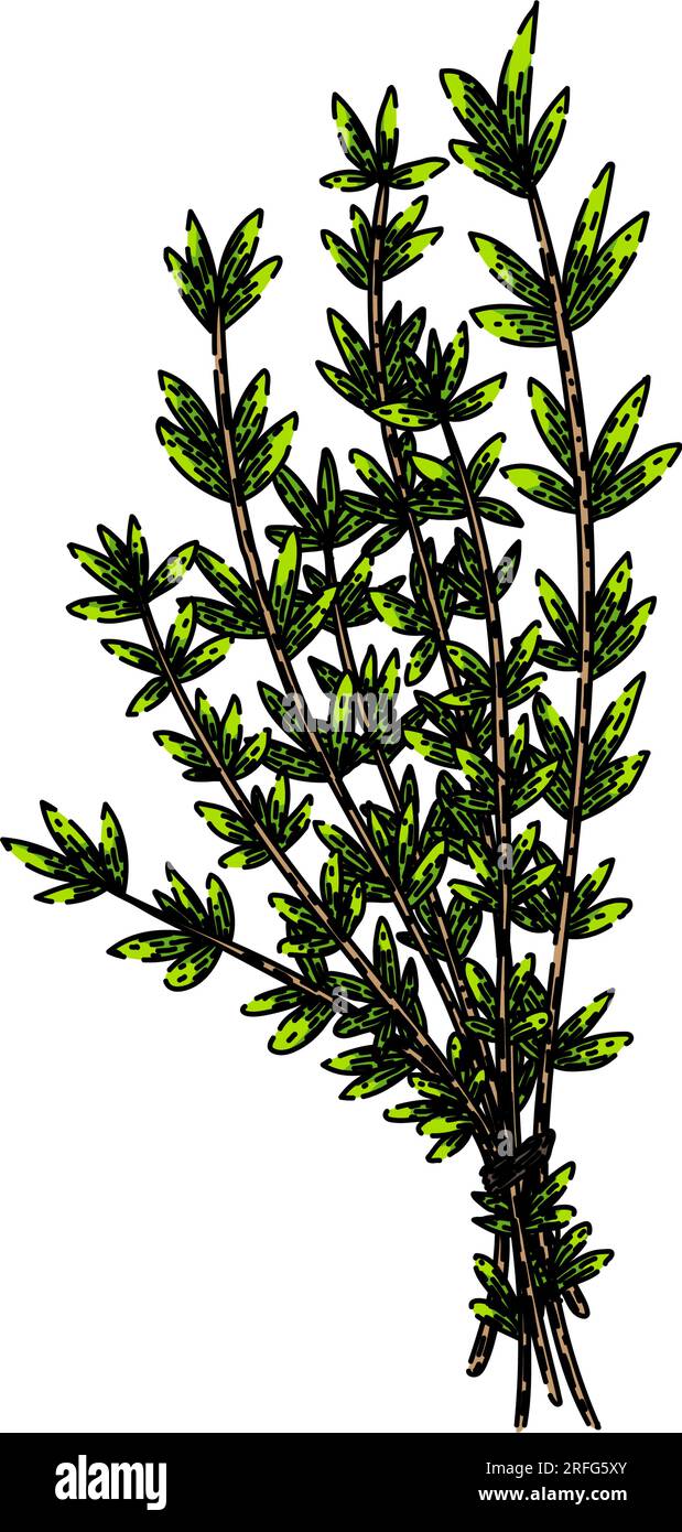 plant thyme leaf sketch hand drawn vector Stock Vector Image & Art - Alamy