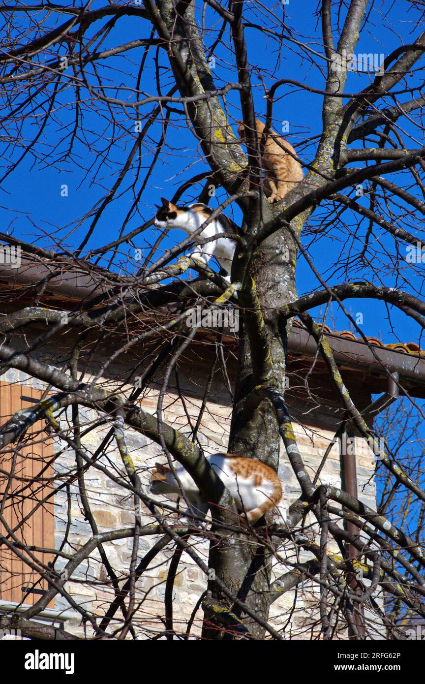 Albero in inverno hi-res stock photography and images - Alamy