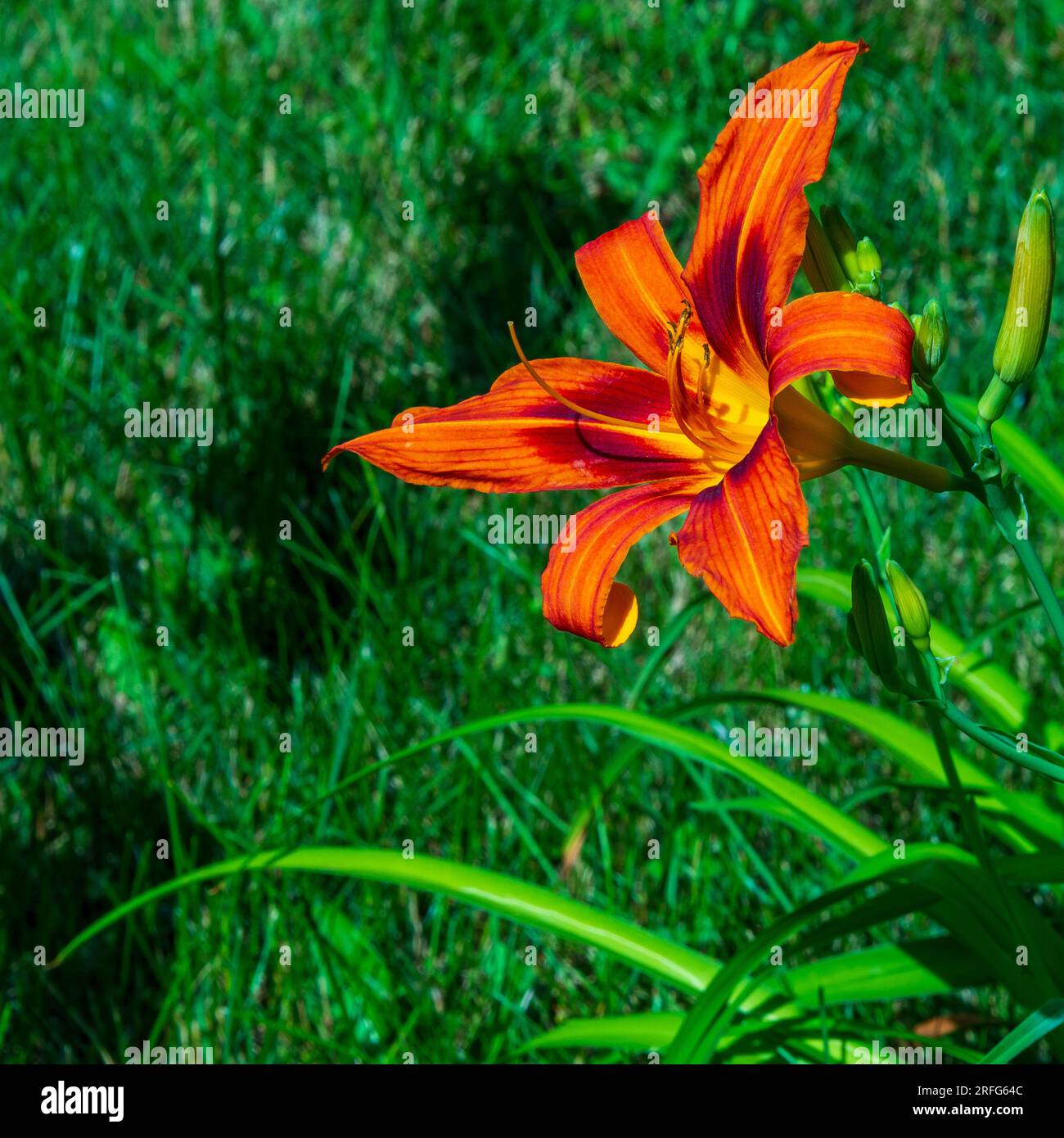 An orange lily bloom in afternoon sunlight Stock Photo - Alamy