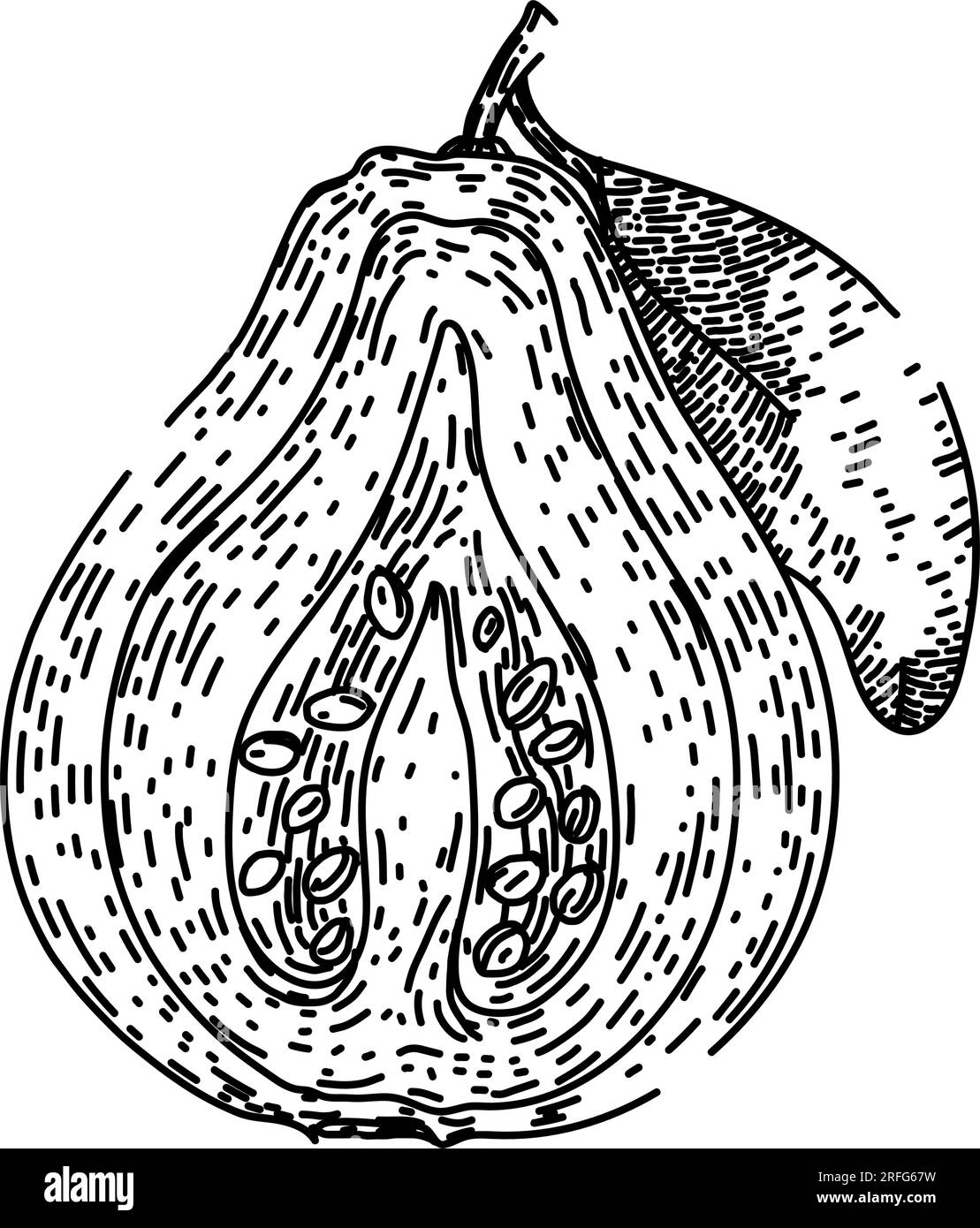 pink guava fruit sketch hand drawn vector Stock Vector Image & Art - Alamy