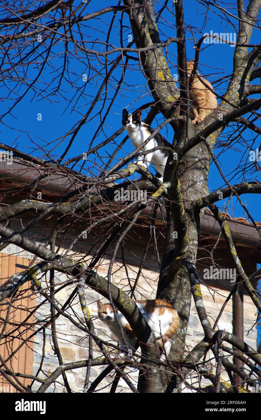 Albero in cima hi-res stock photography and images - Alamy