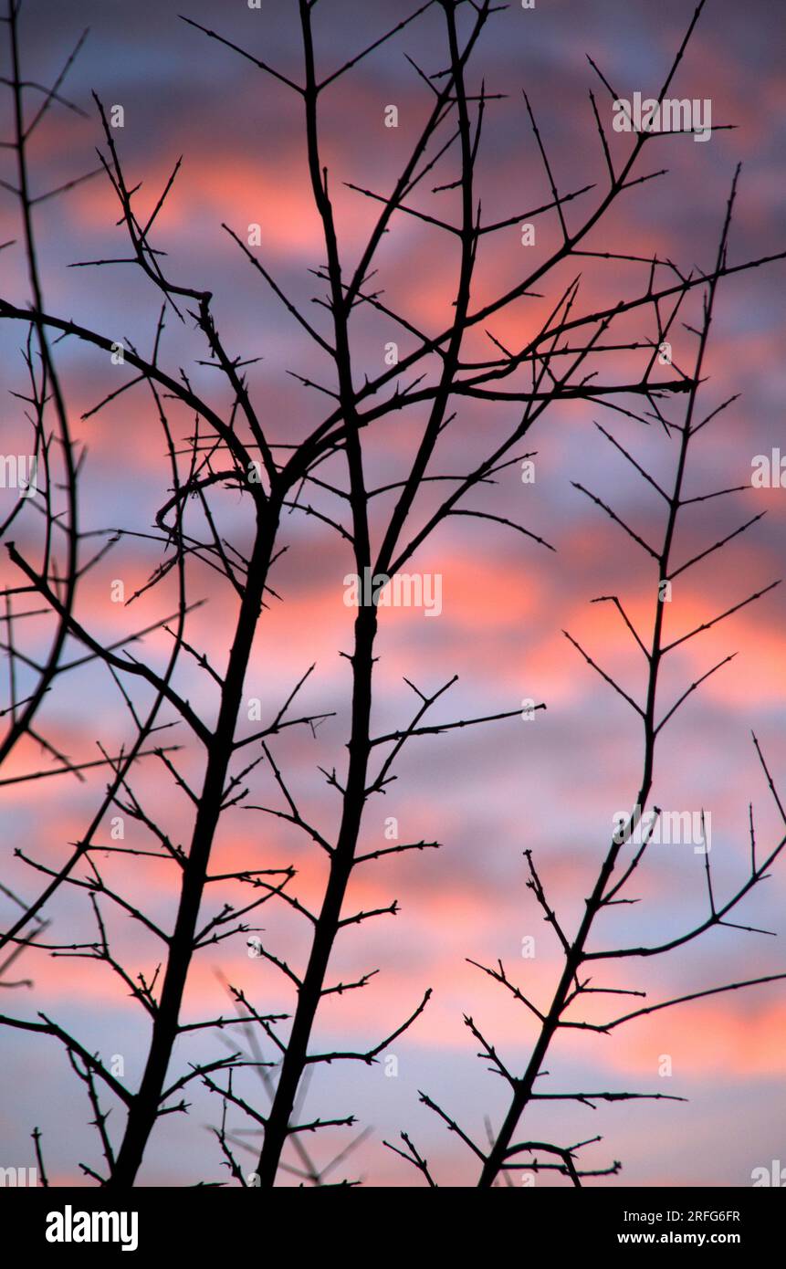 Rami d'albero spoglio contro un cielo di nuvole rosa al tramonto Stock ...