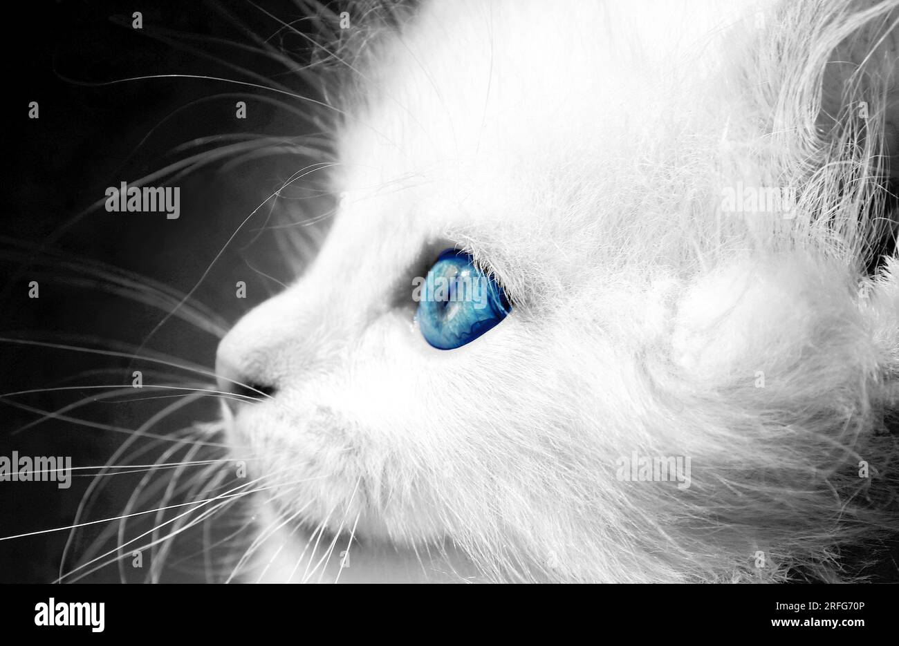 Closeupphotos hi-res stock photography and images - Alamy