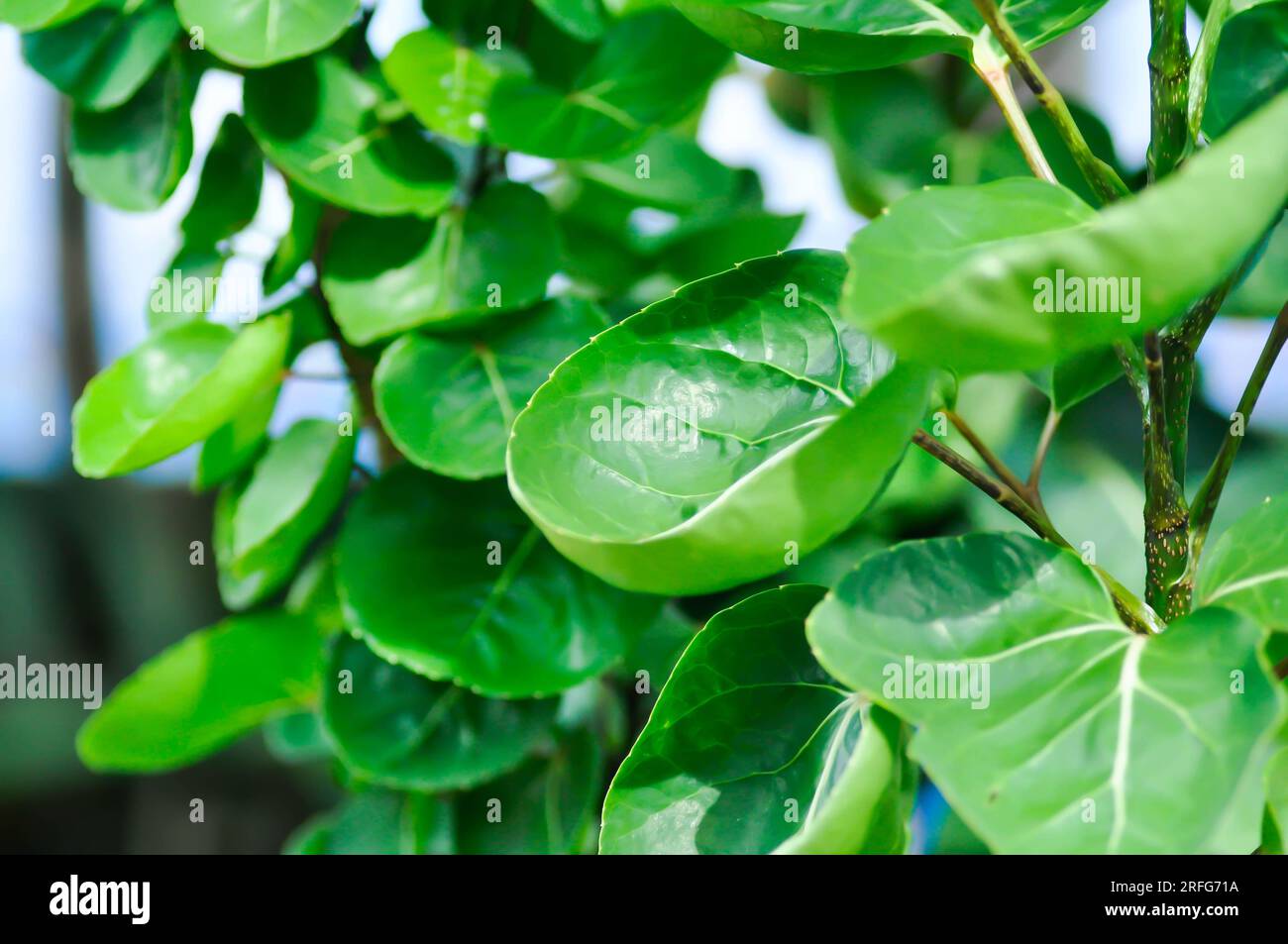 Polyscias fruticosa L Harms,Polyscias fruticosa or Araliaceae plant ...