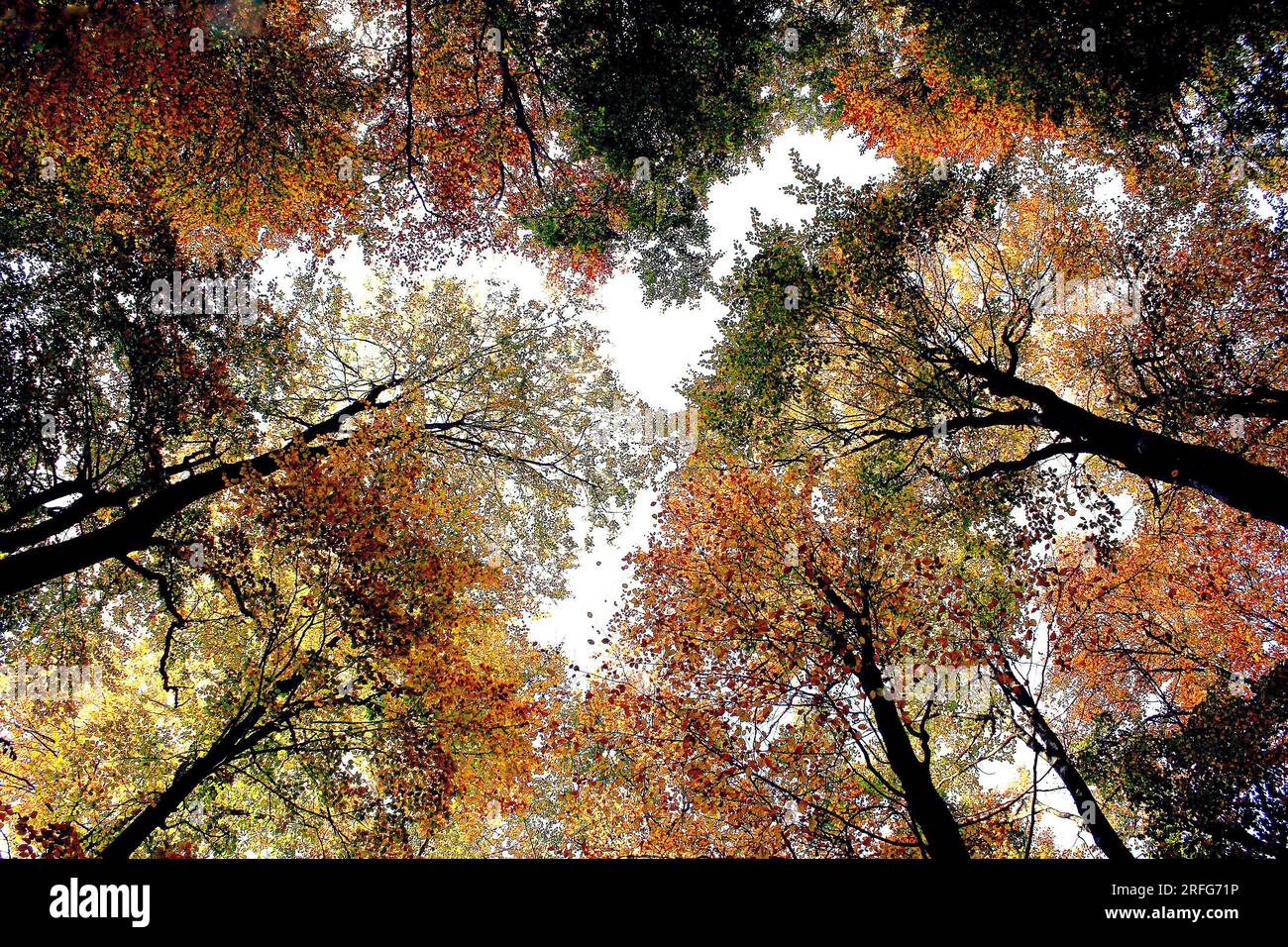 Goldcolors hi-res stock photography and images - Alamy