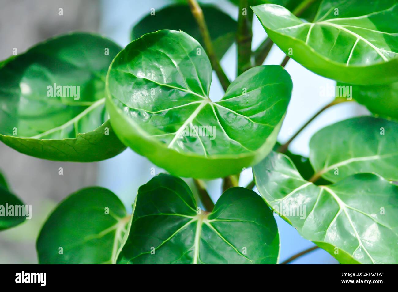 Polyscias fruticosa L Harms,Polyscias fruticosa or Araliaceae plant ...
