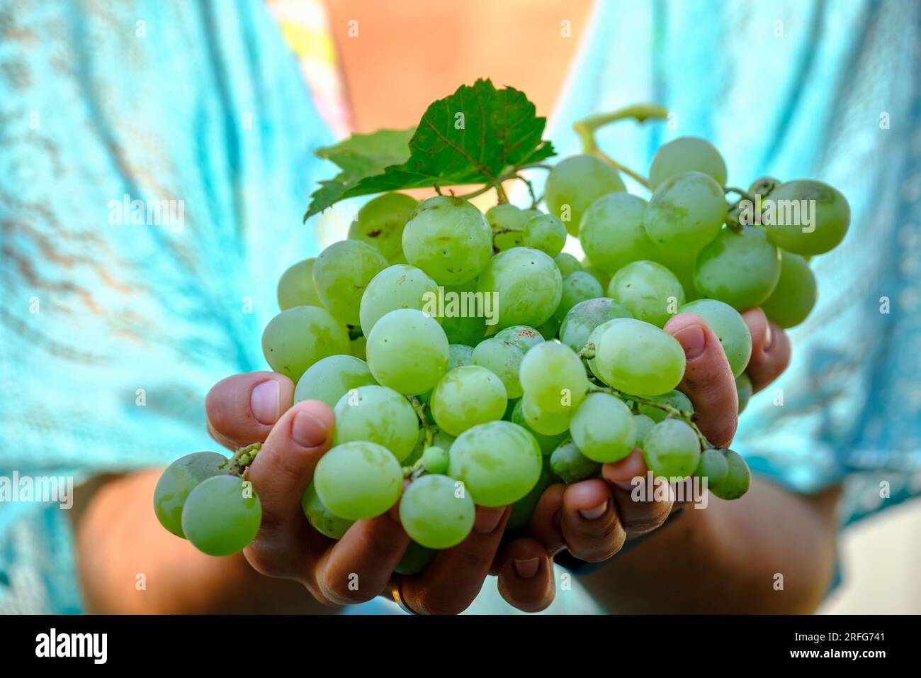 Grape harvesting season in hi-res stock photography and images - Alamy