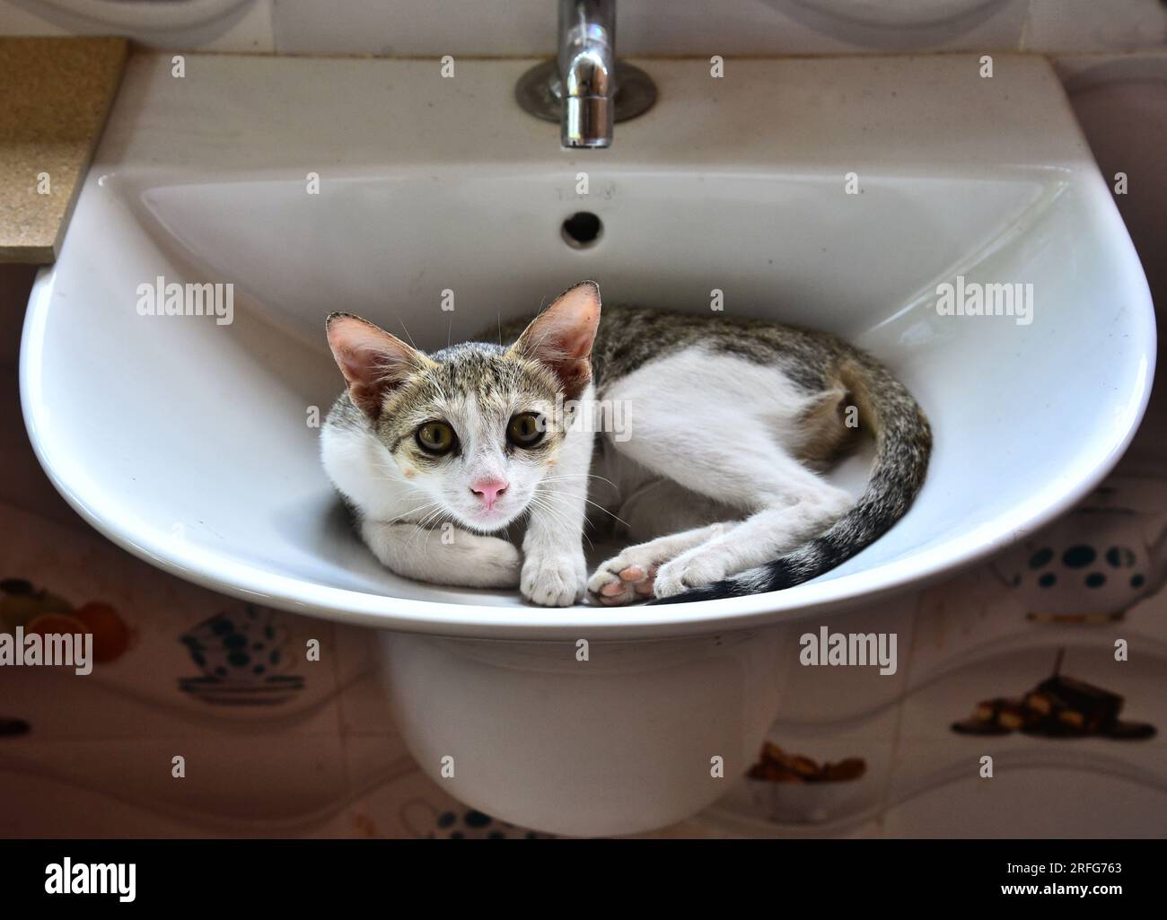 our pet cat sleeping in wash basin,kerala,india Stock Photo - Alamy