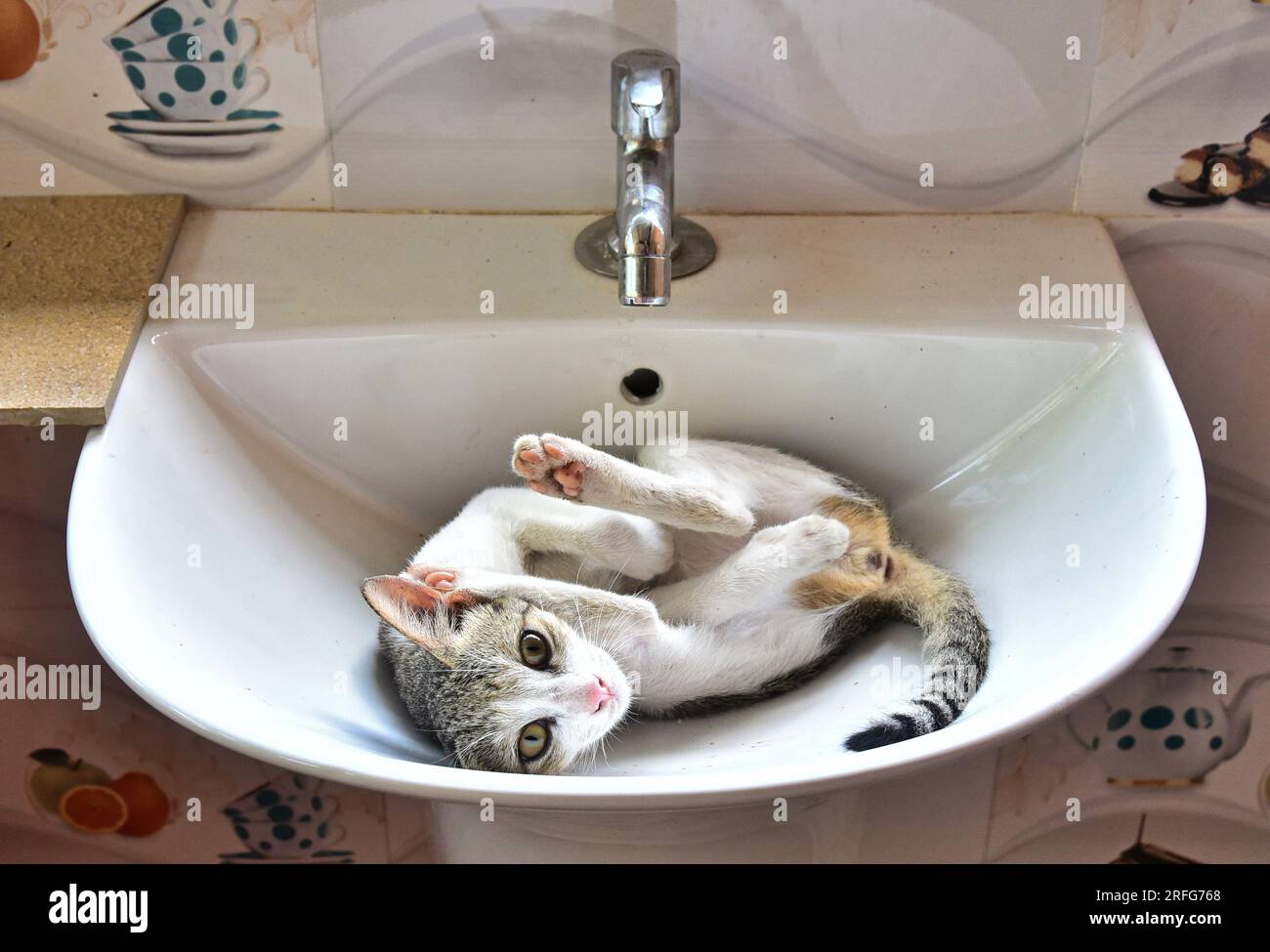 Kerala domestic animals hi-res stock photography and images - Alamy