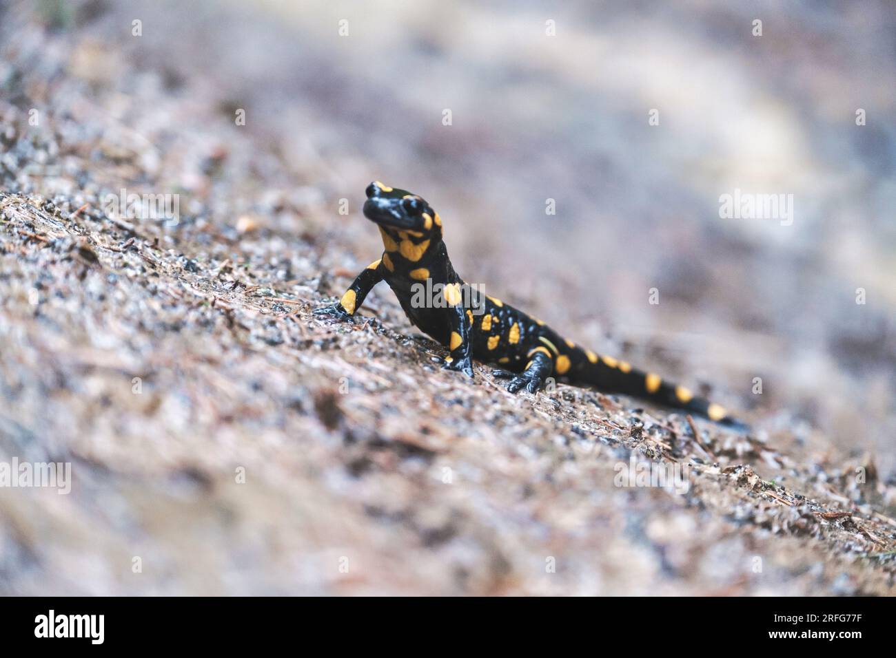 Beautiful Fire salamander lizard close-up. A rare animal creeps on a ...