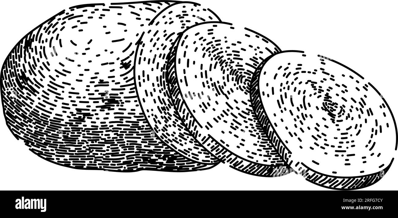 vegetable potato fresh sketch hand drawn vector Stock Vector Image ...