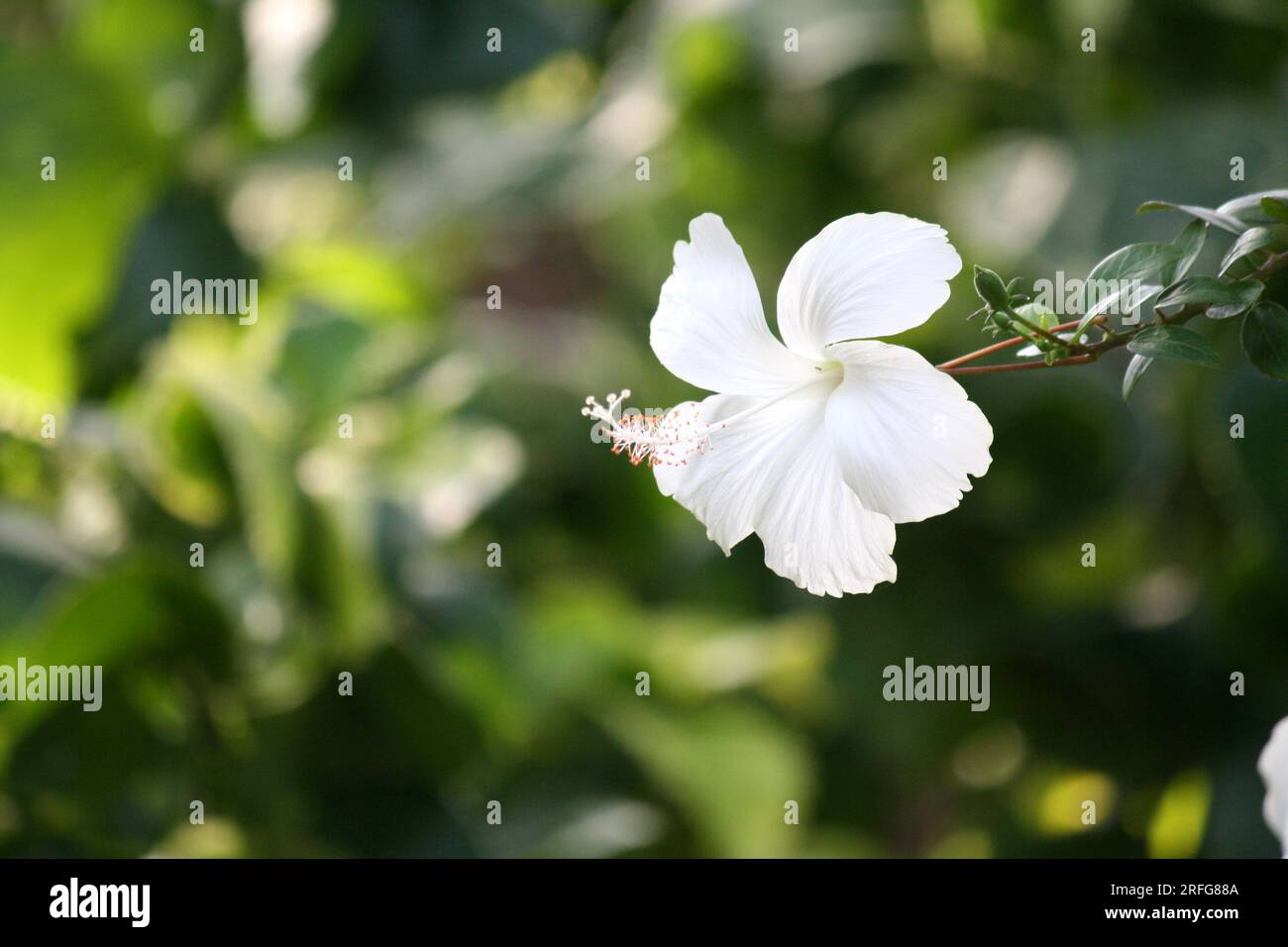 White Chinese hibiscus (Hibiscus rosa-sinensis) in bloom : (pix Sanjiv ...
