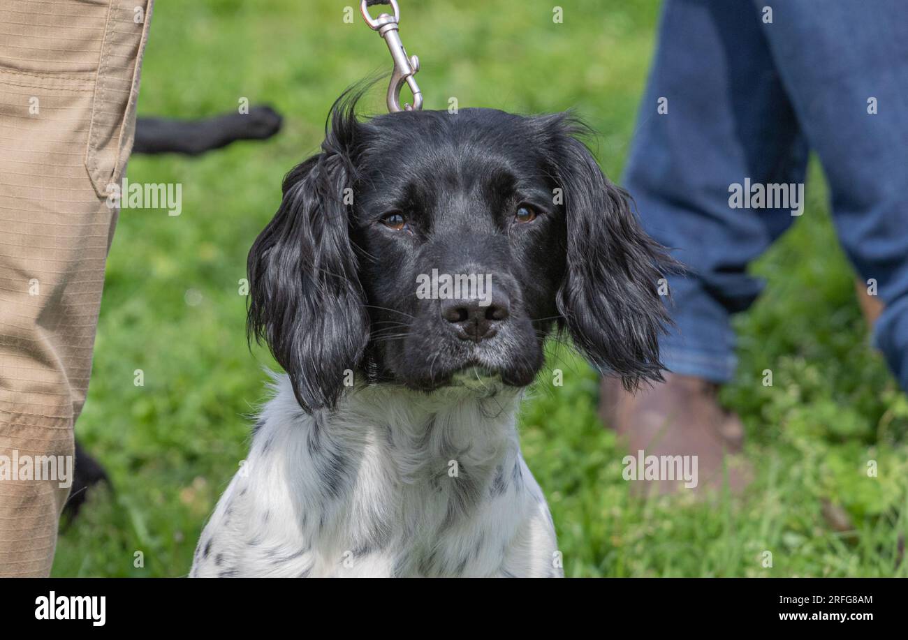 Working Springer and Cocker Spaniels gun dog training session ...