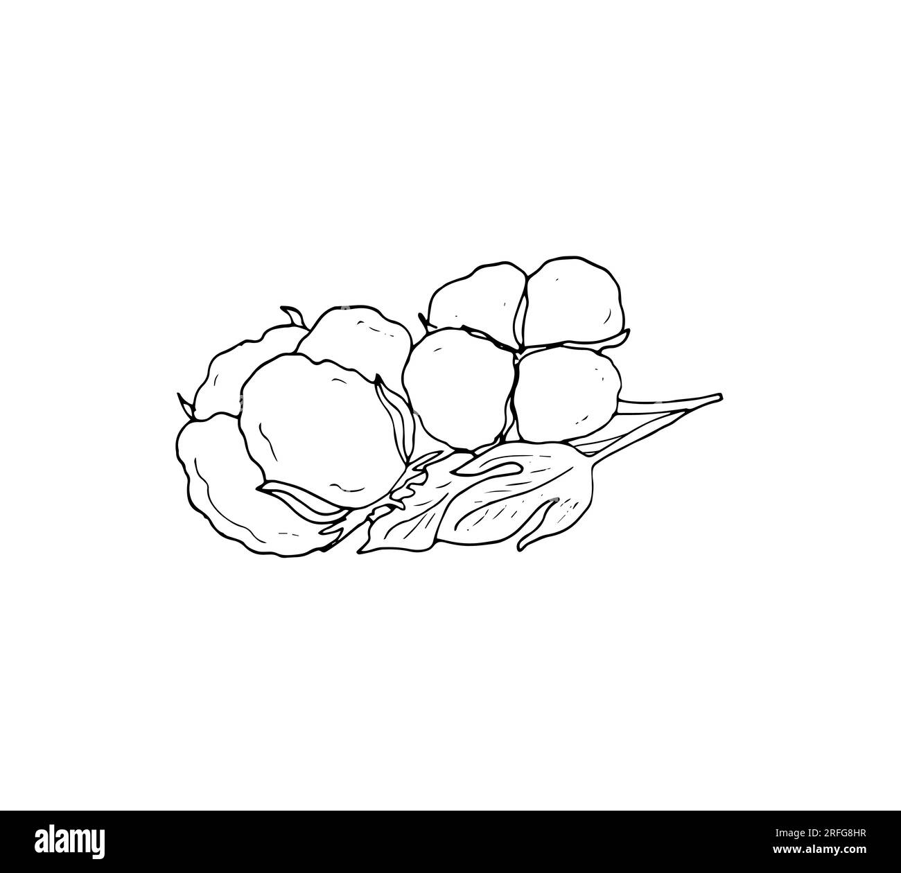 Hand-drawn Cotton sketch illustration for your design. isolated on ...