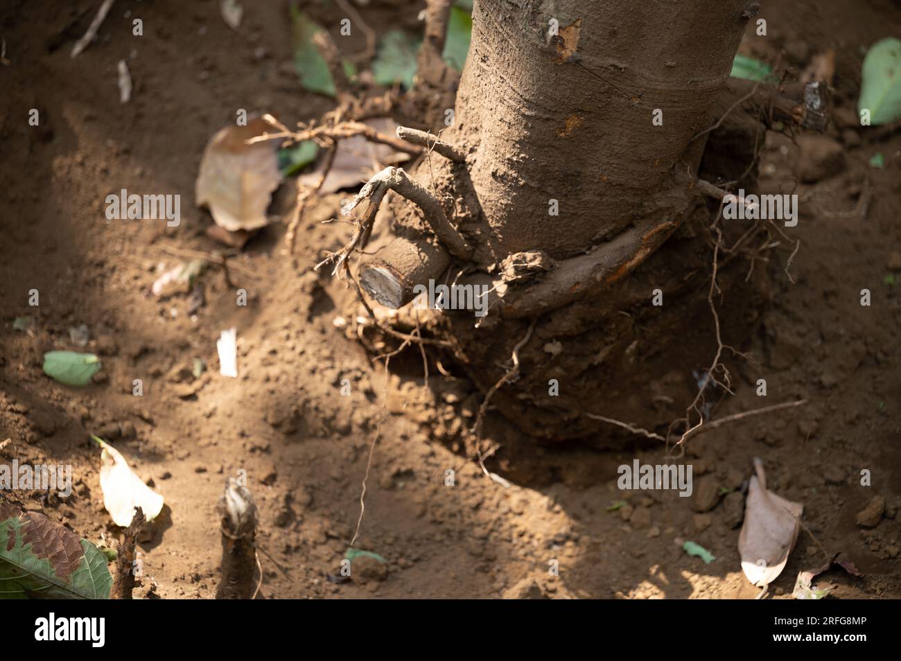 Removing trees theme. Cut roots while deforestation Stock Photo - Alamy