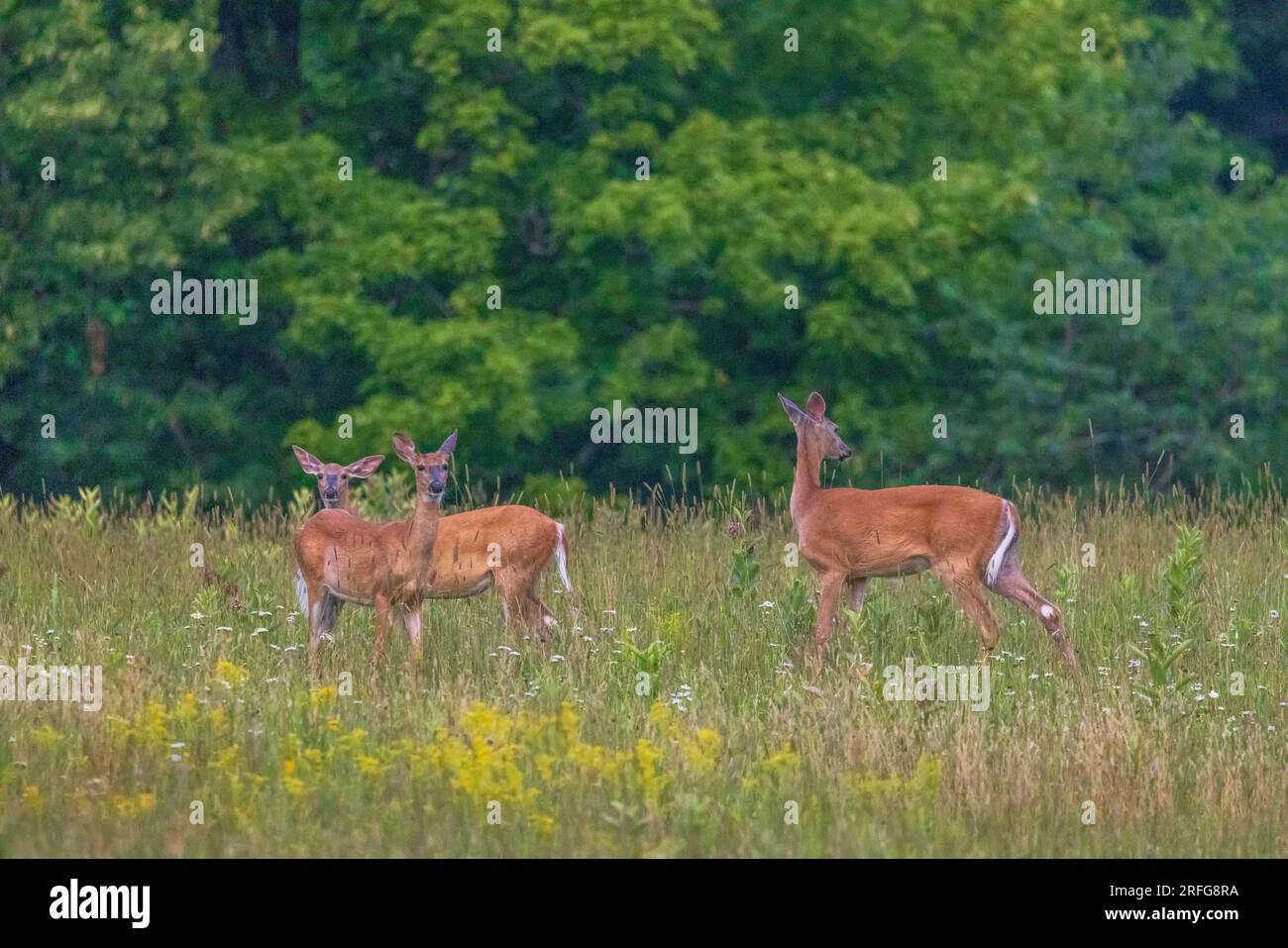 White-tailed does in a summer meadow in northern Wisconsin Stock Photo ...