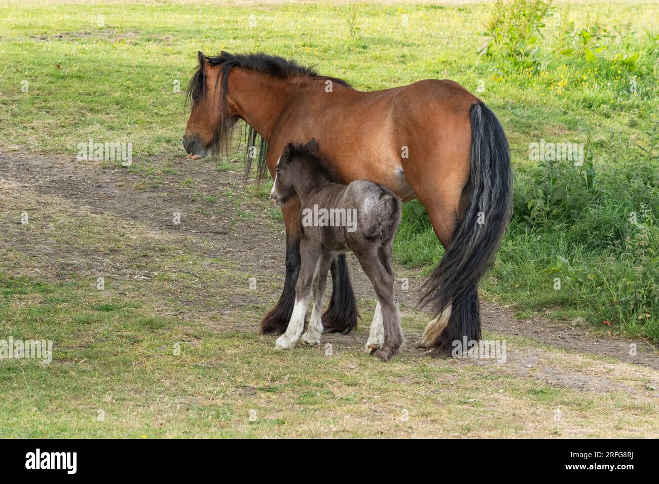 A brown pony (small horse) with her foal Stock Photo - Alamy